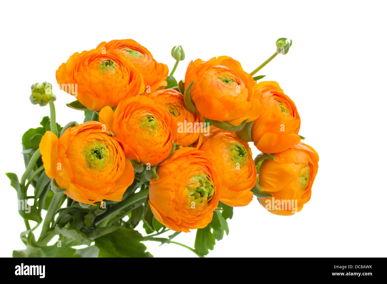 bunch of orange ranunculus flowers Stock Photo - Alamy