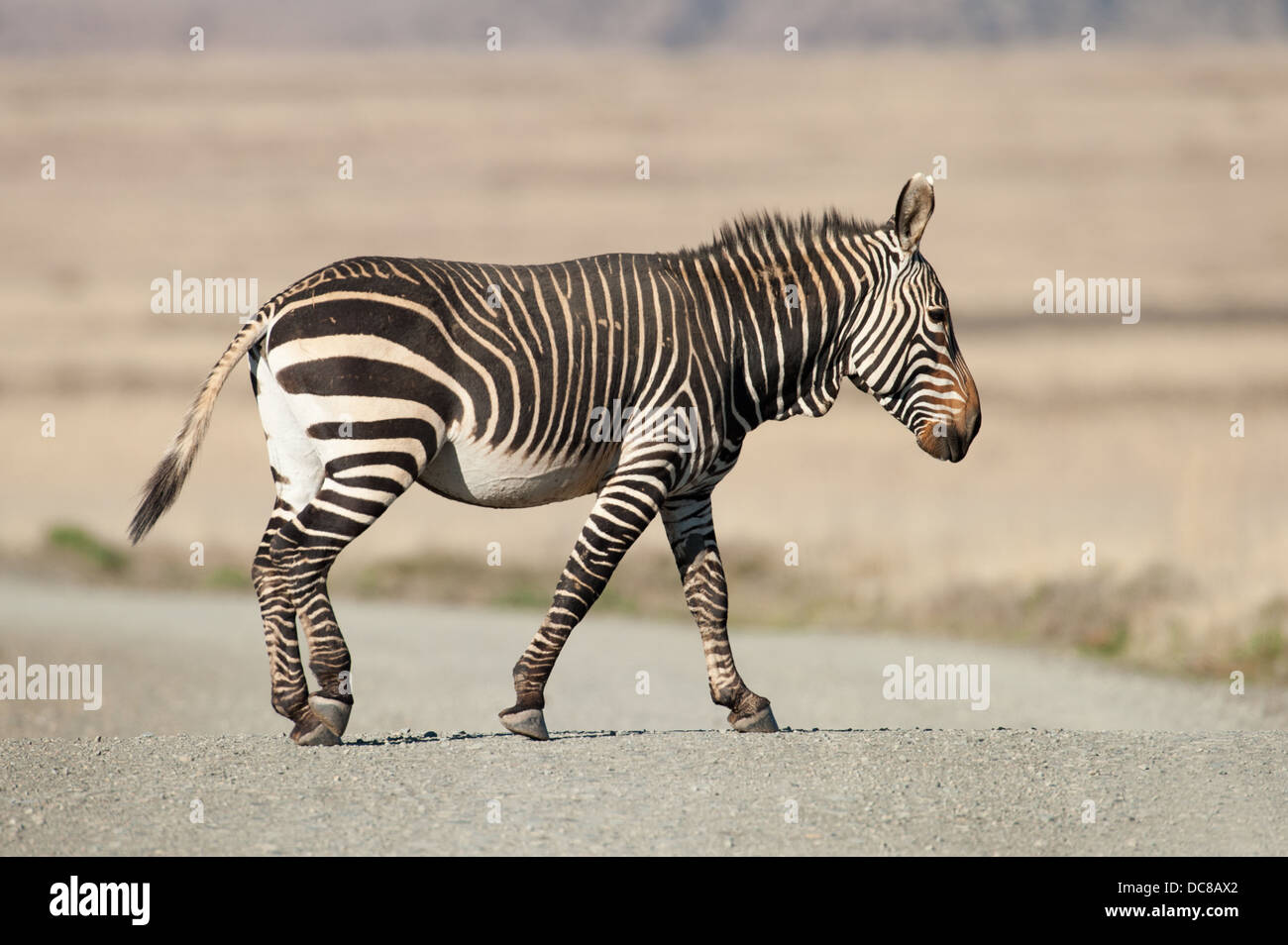 Cape Mountain Zebra (Equus zebra zebra), Mountain Zebra National Park ...