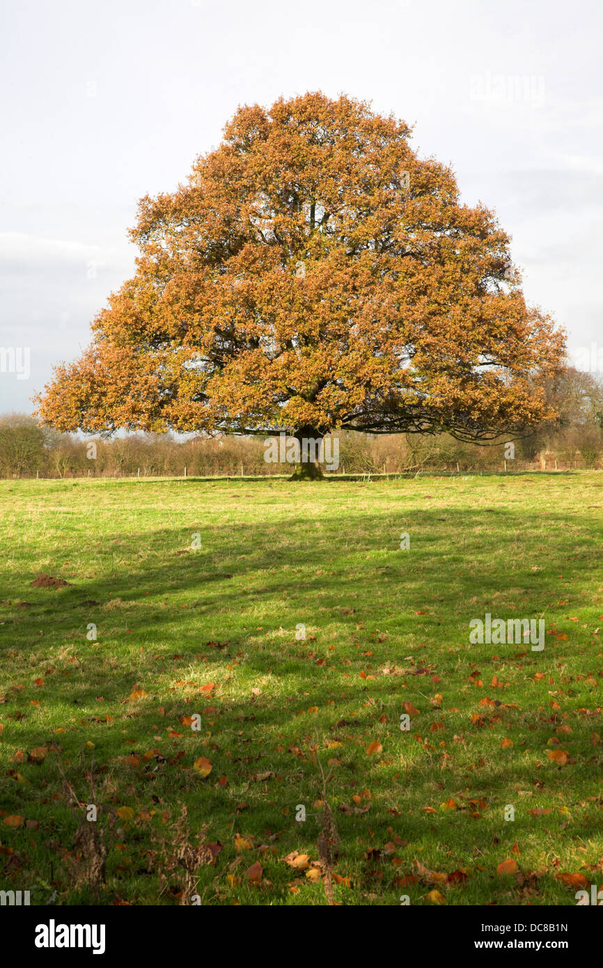English common lime tree hi-res stock photography and images - Alamy