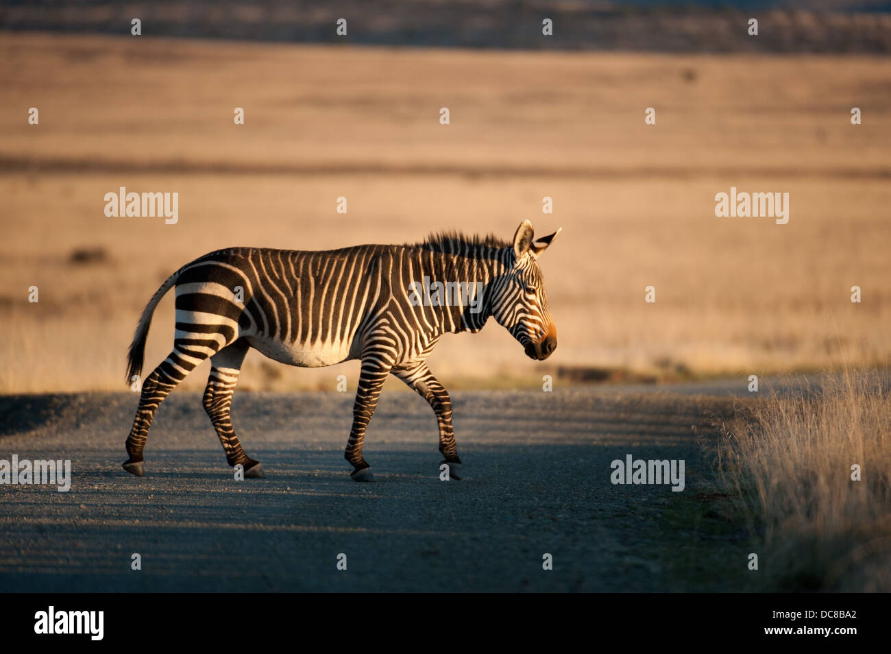 Cape Mountain Zebra (Equus zebra zebra), Mountain Zebra National Park ...
