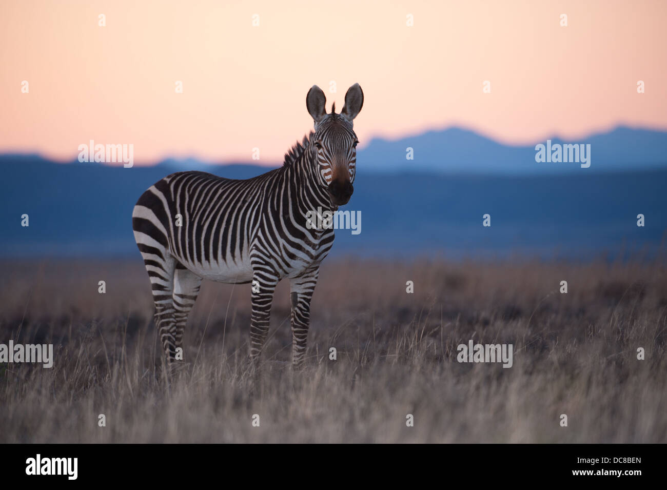 Cape Mountain Zebra (Equus zebra zebra), Mountain Zebra National Park ...