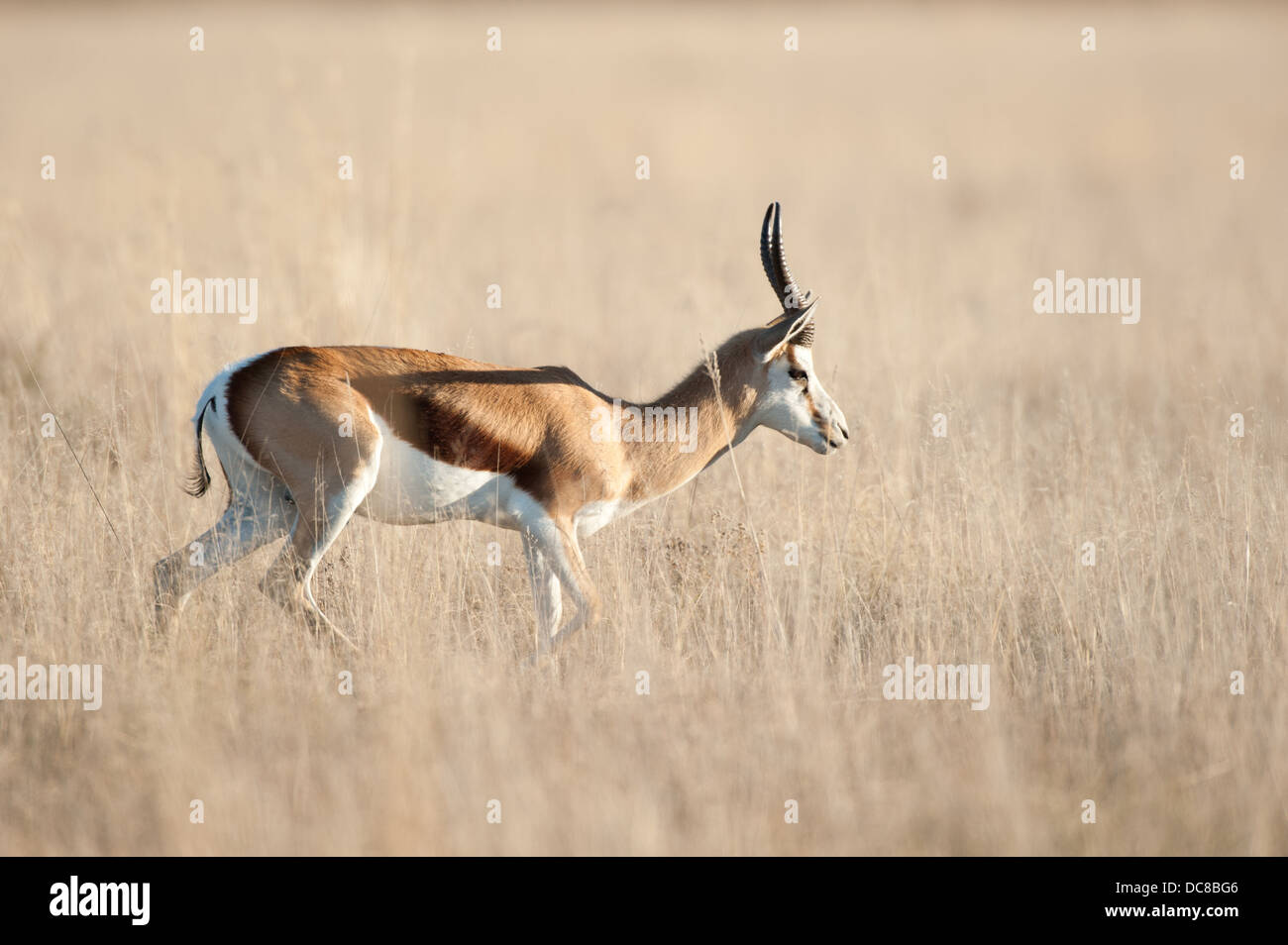 Springbok national park hi-res stock photography and images - Alamy
