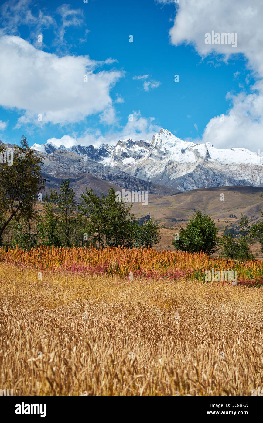 Farmland, Wheat and Quinoa fields in the Peruvian Andes, South America ...