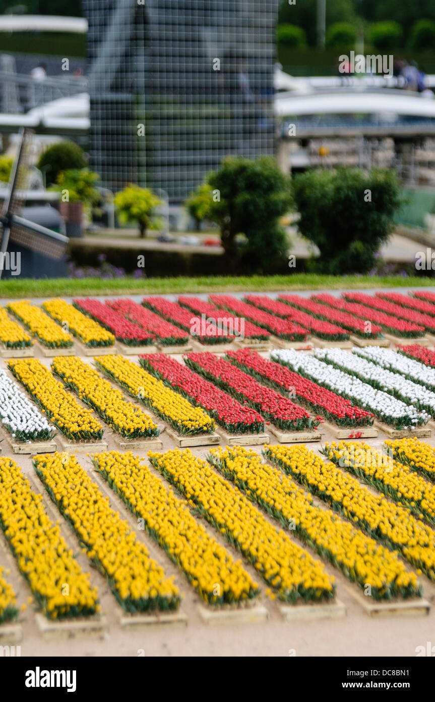 Real tulip farm fields hi-res stock photography and images - Alamy