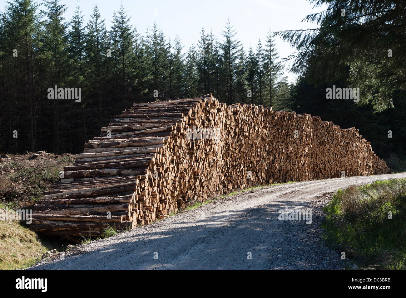 Stacked pile of timber logs of pine wood in forest awaiting transport ...