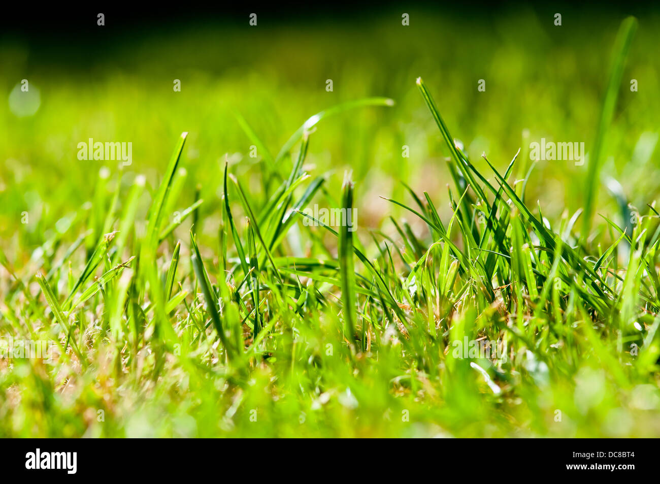 Green Summer grass - macro Stock Photo - Alamy