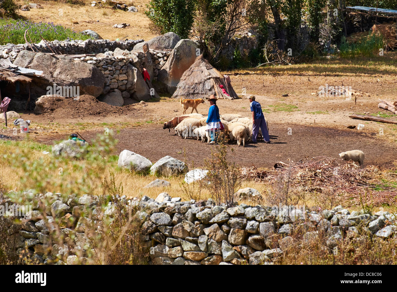 Farmers at their Animal Enclosure Preparing the ground for threshing ...