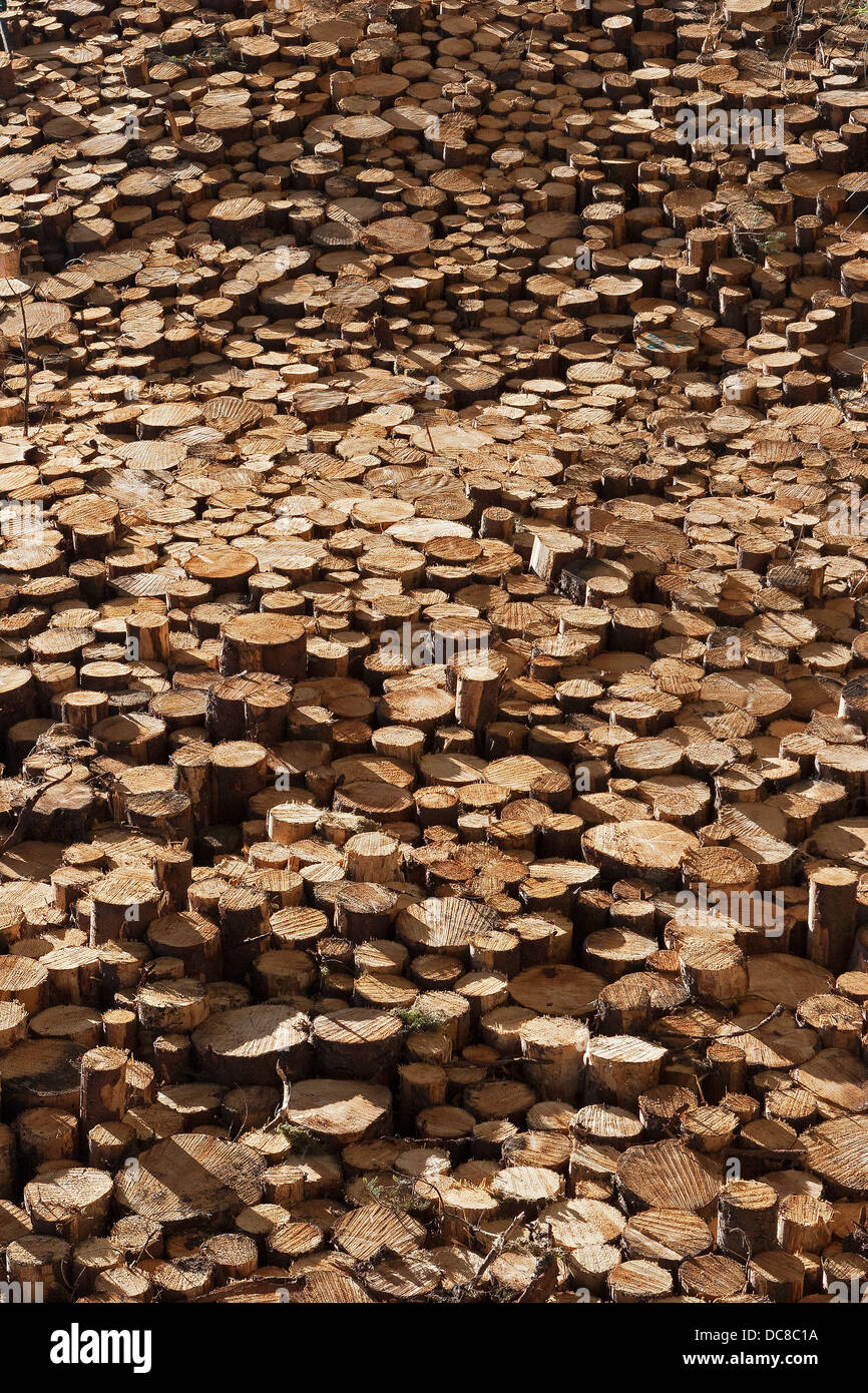 Cut and awaiting transport hi-res stock photography and images - Alamy