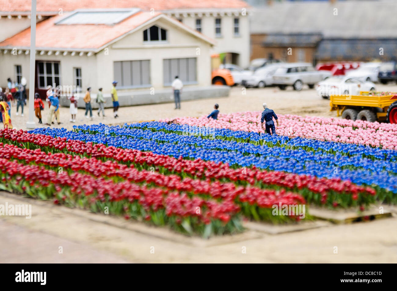 Real tulip farm fields hi-res stock photography and images - Alamy