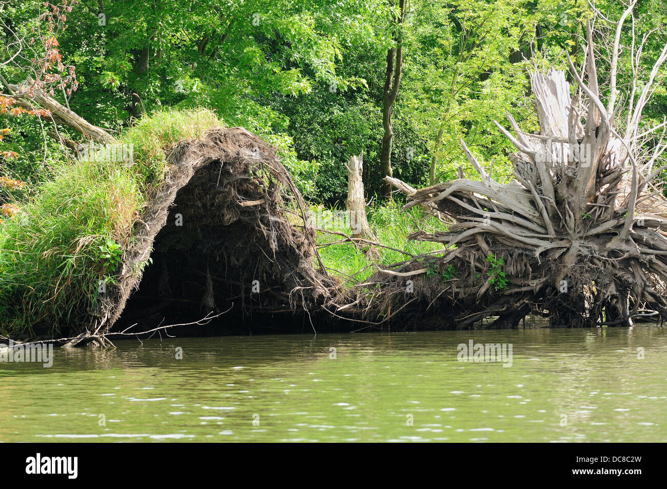 Shoreline tree up-rooted leaving cavern Stock Photo - Alamy