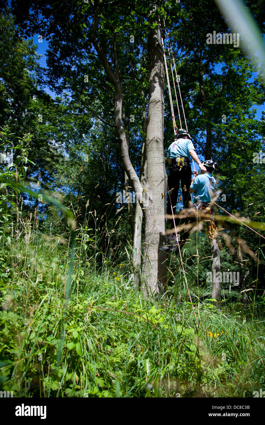 A tree surgeon and assistant climb a tall tree with ropes & pulleys in ...