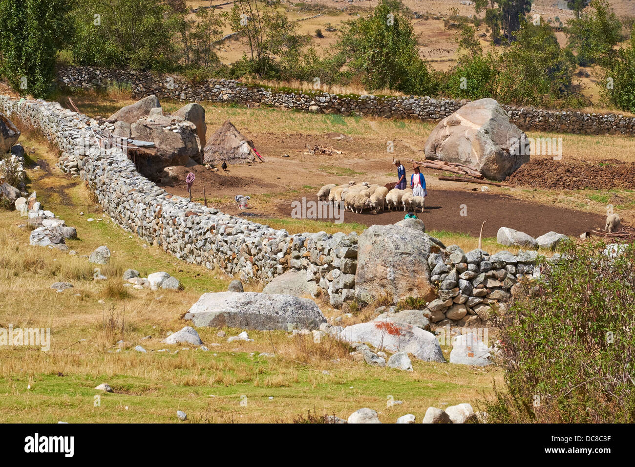 Farmers at their Animal Enclosure Preparing the ground for threshing ...