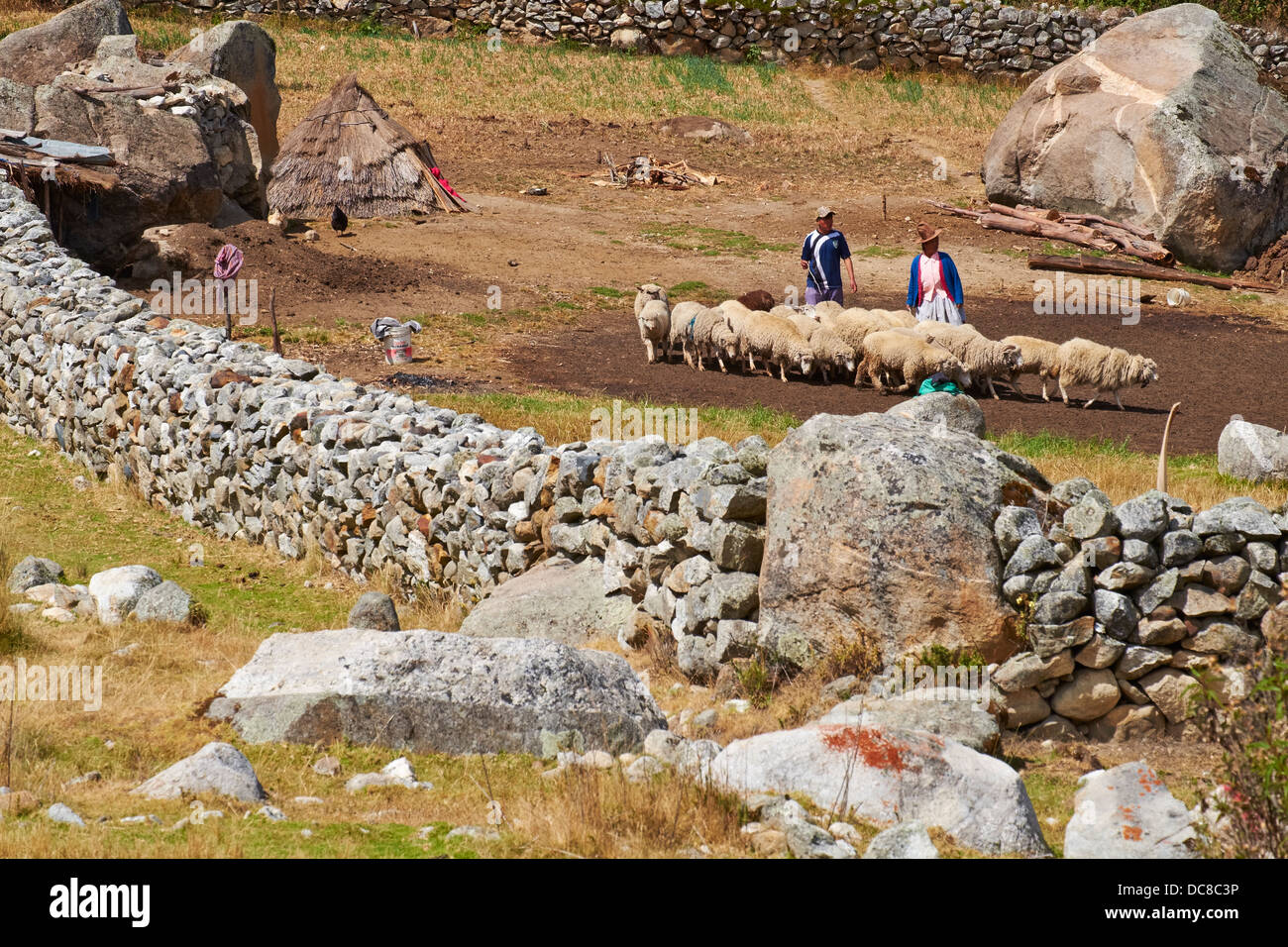 Farmers at their Animal Enclosure Preparing the ground for threshing ...