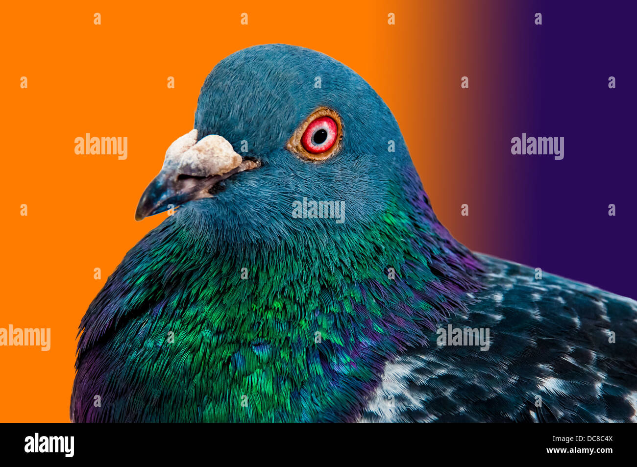 bird pigeon portrait eye head gradient background Stock Photo - Alamy