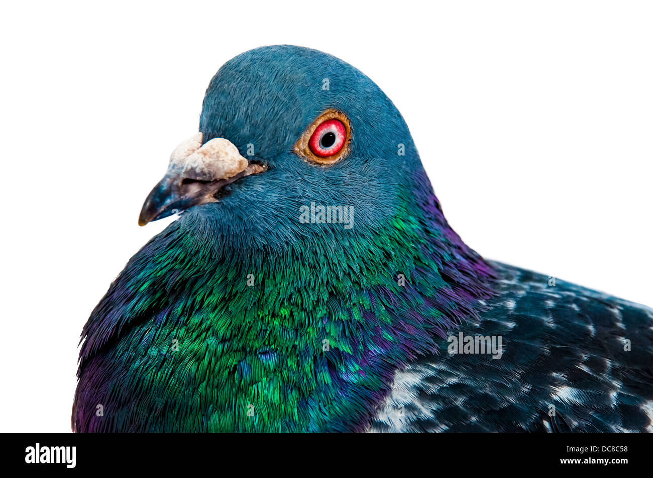 bird pigeon portrait eye head white background Stock Photo - Alamy