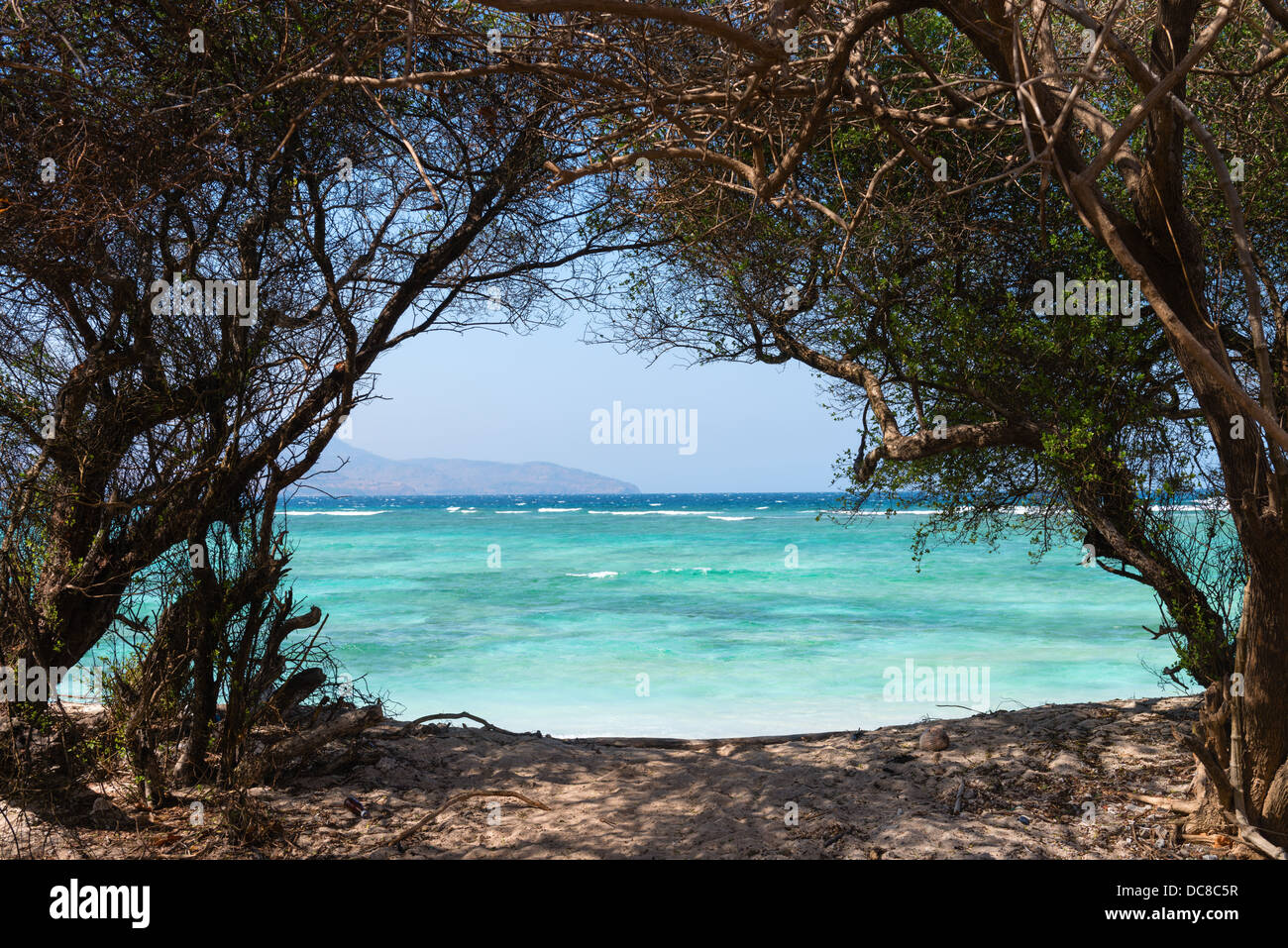 Nature tree frame to the blue clean sea Stock Photo - Alamy