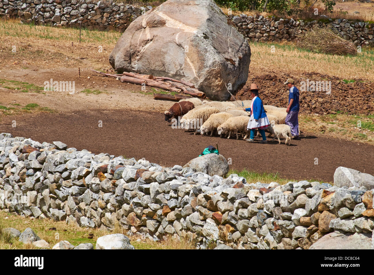 Farmers at their Animal Enclosure Preparing the ground for threshing ...