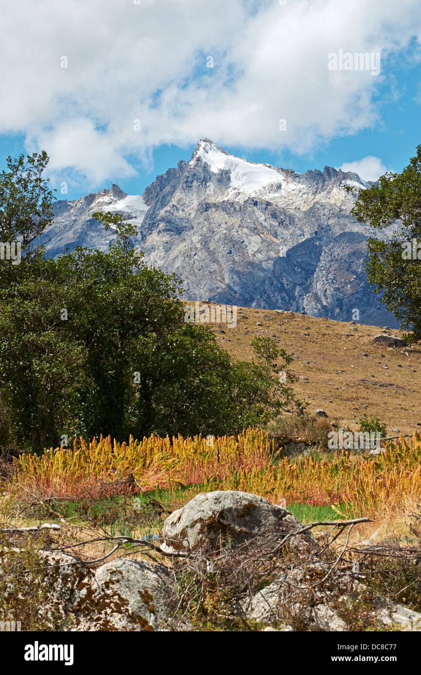 Farmland, Quinoa fields in the Peruvian Andes, South America Stock ...