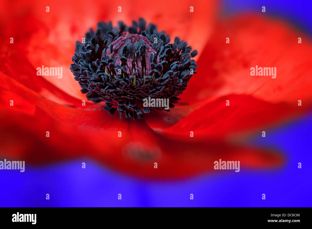 Poppy macro - blue background Stock Photo - Alamy