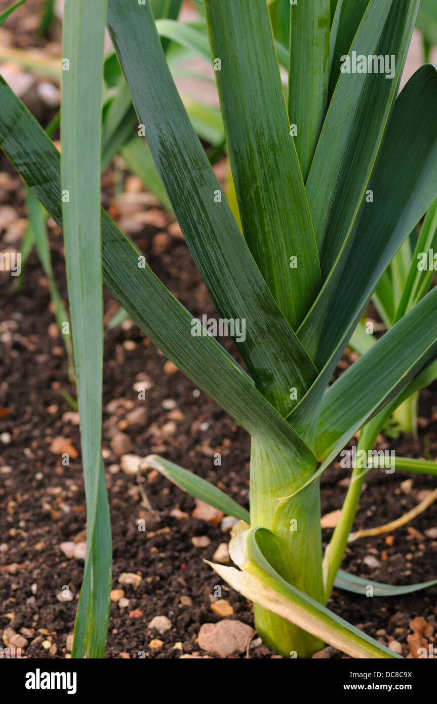 Leek ground hi-res stock photography and images - Alamy