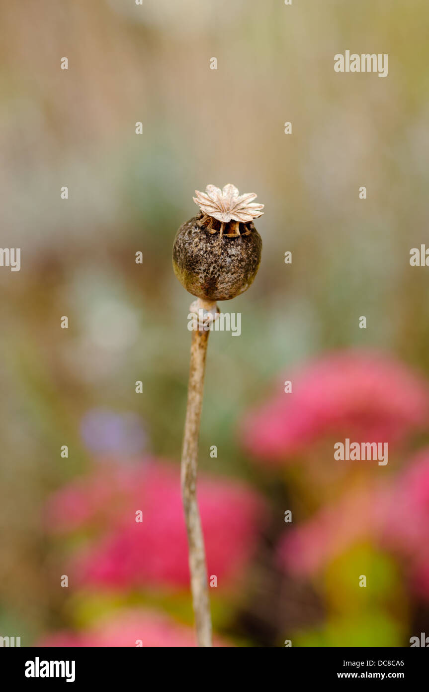 Poppy flower hi-res stock photography and images - Alamy