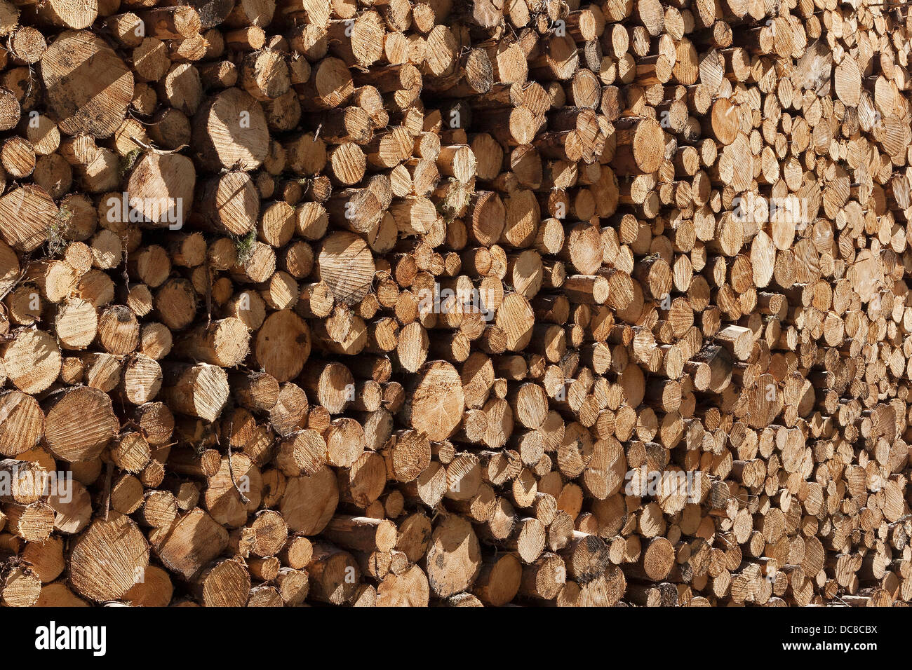 Close view of ends of stacked timber logs of pine wood in forest ...