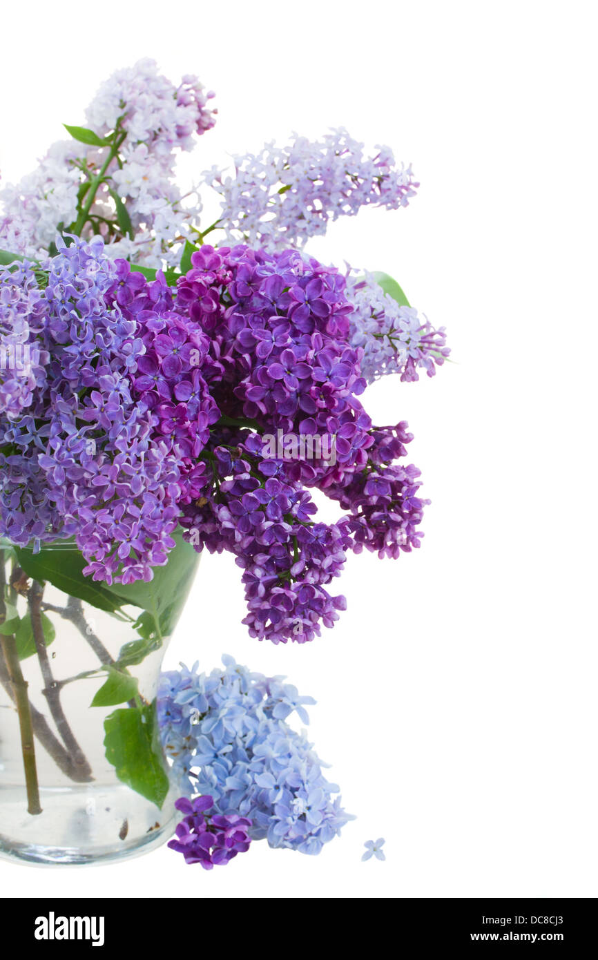 Lilac in vase Stock Photo - Alamy