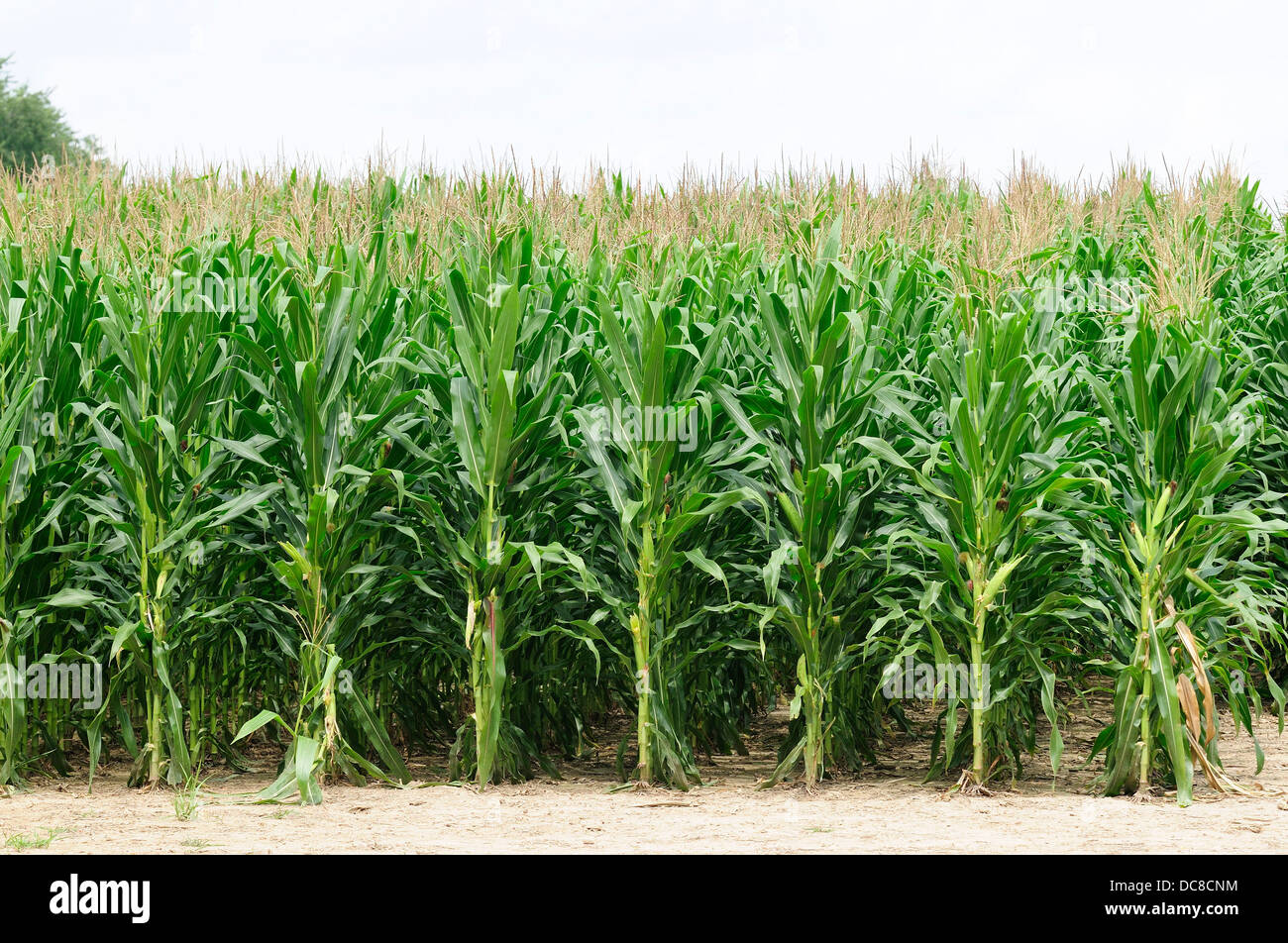 Corn field in the summer hi-res stock photography and images - Alamy