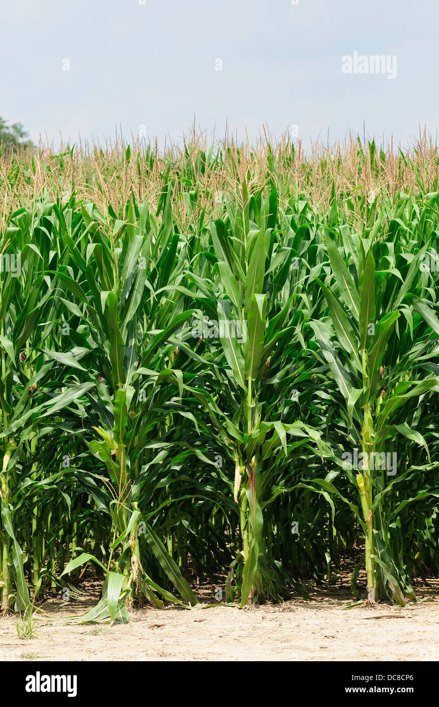 Corn field in mid-summer Stock Photo - Alamy