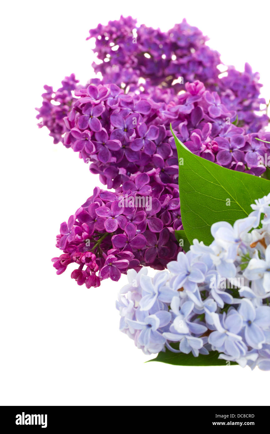 border of lilac Stock Photo - Alamy