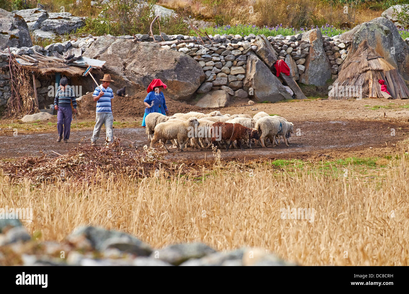 Farmers at their Animal Enclosure Preparing the ground for threshing ...