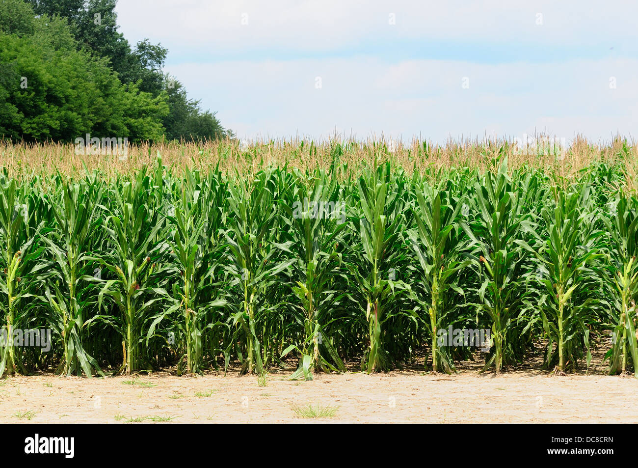 Corn field in mid-summer Stock Photo - Alamy
