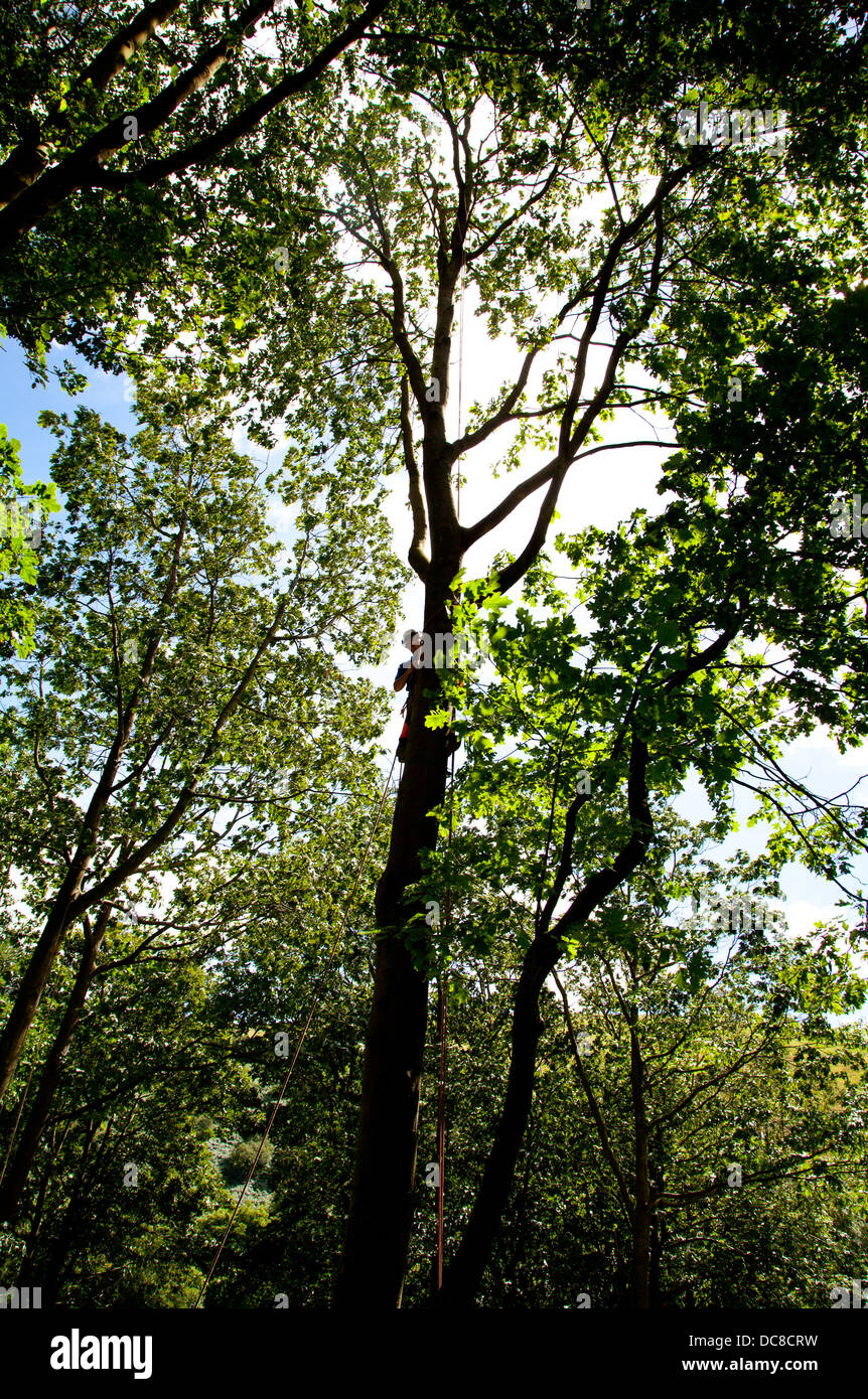 A tree surgeon climbs a tall tree with ropes & pulleys in a Welsh wood ...