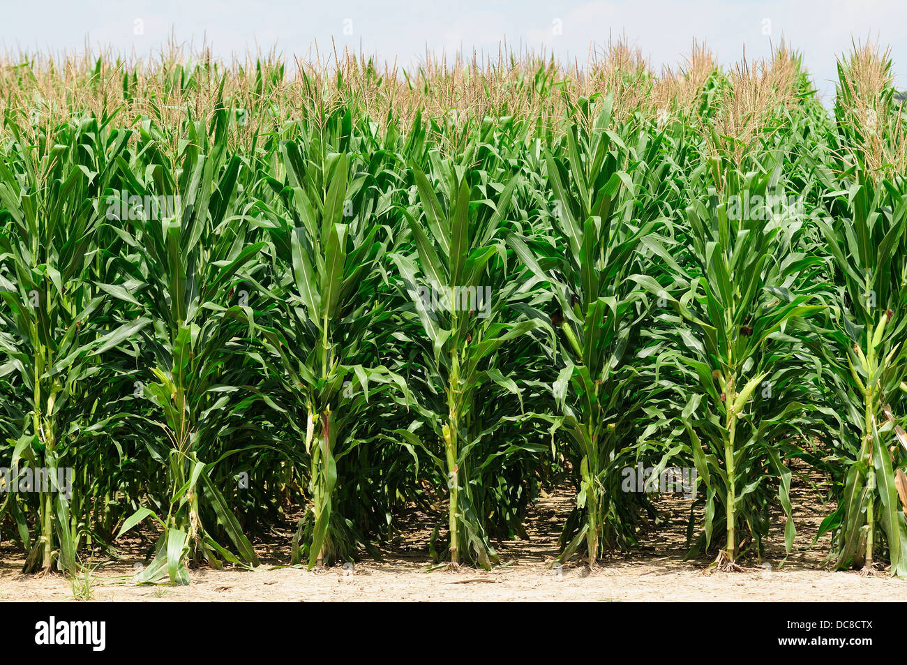 Corn field in mid-summer Stock Photo - Alamy