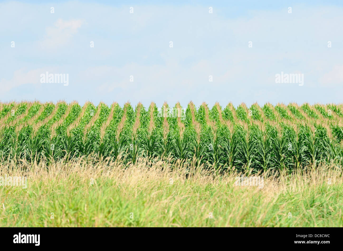 Corn field in mid-summer Stock Photo - Alamy