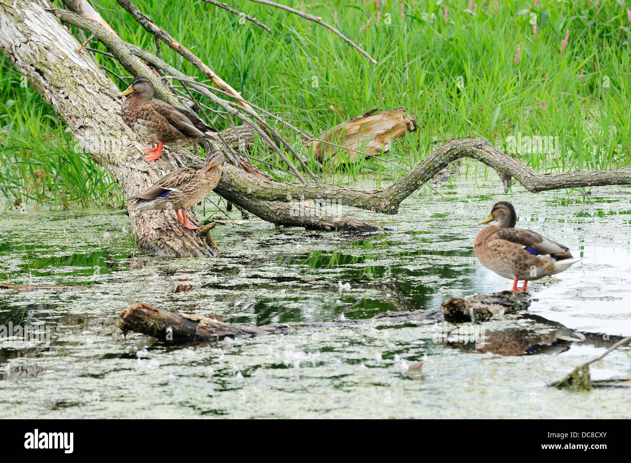 Marsh ducks hi-res stock photography and images - Alamy
