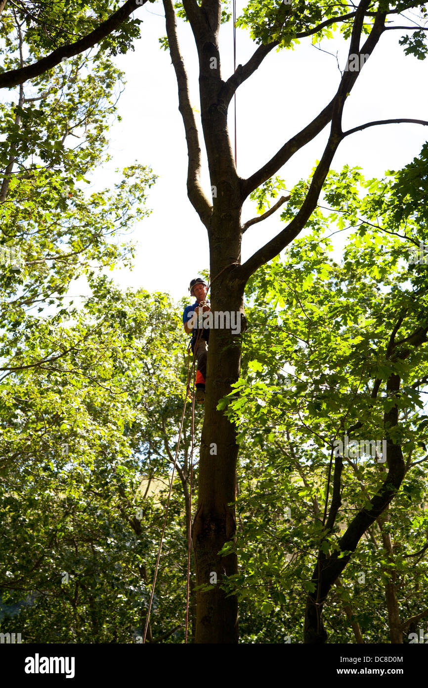 A tree surgeon climbs a tall tree with ropes & pulleys in a Welsh wood ...
