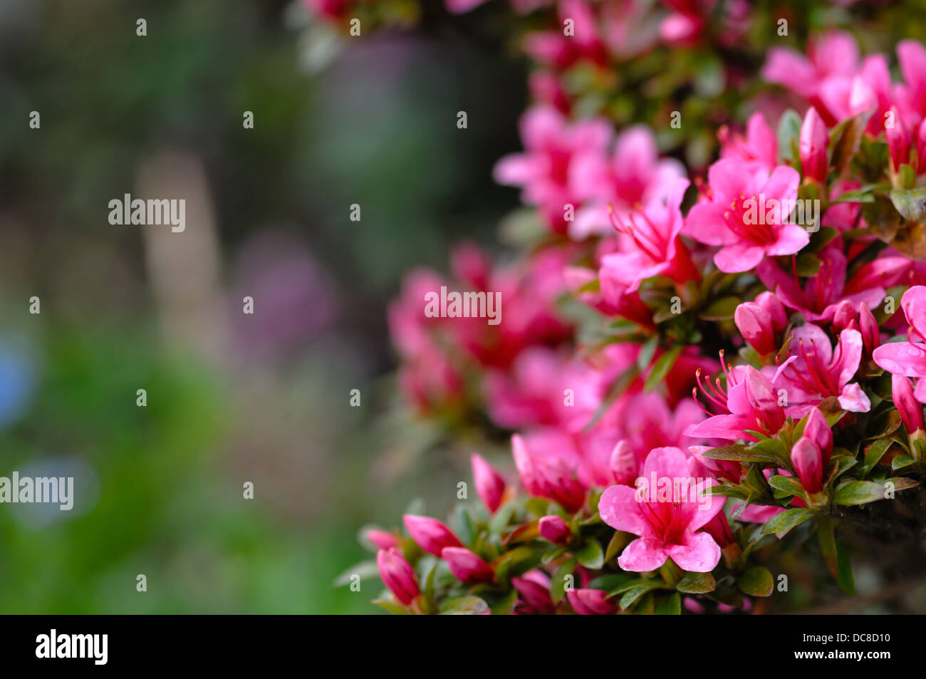 Azalea blooming pink and purple spring flowers. Gardening Stock Photo ...