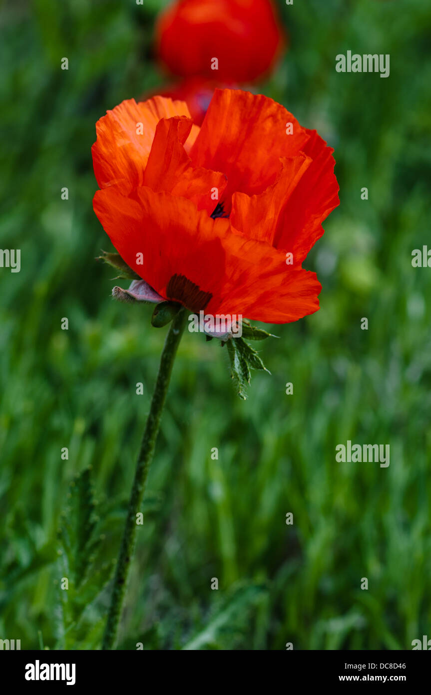 One red flower close hi-res stock photography and images - Alamy