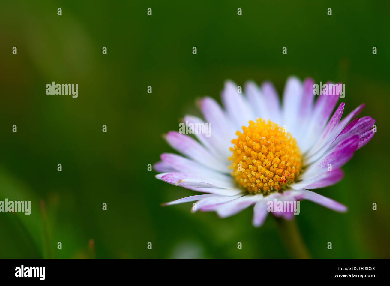 Single stem white flower hi-res stock photography and images - Alamy