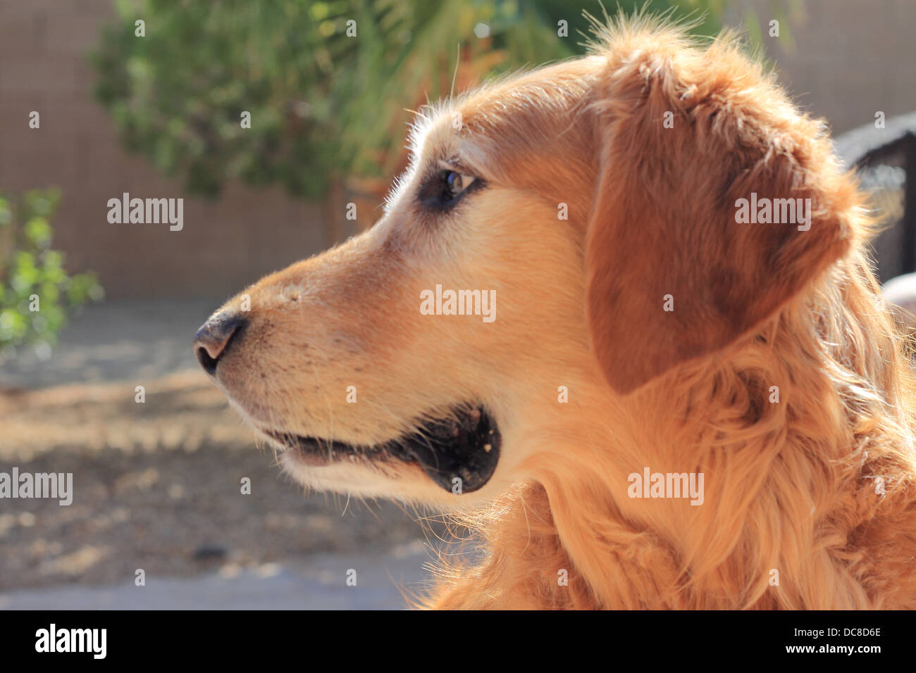 Male Golden Retriever High Resolution Stock Photography and Images - Alamy