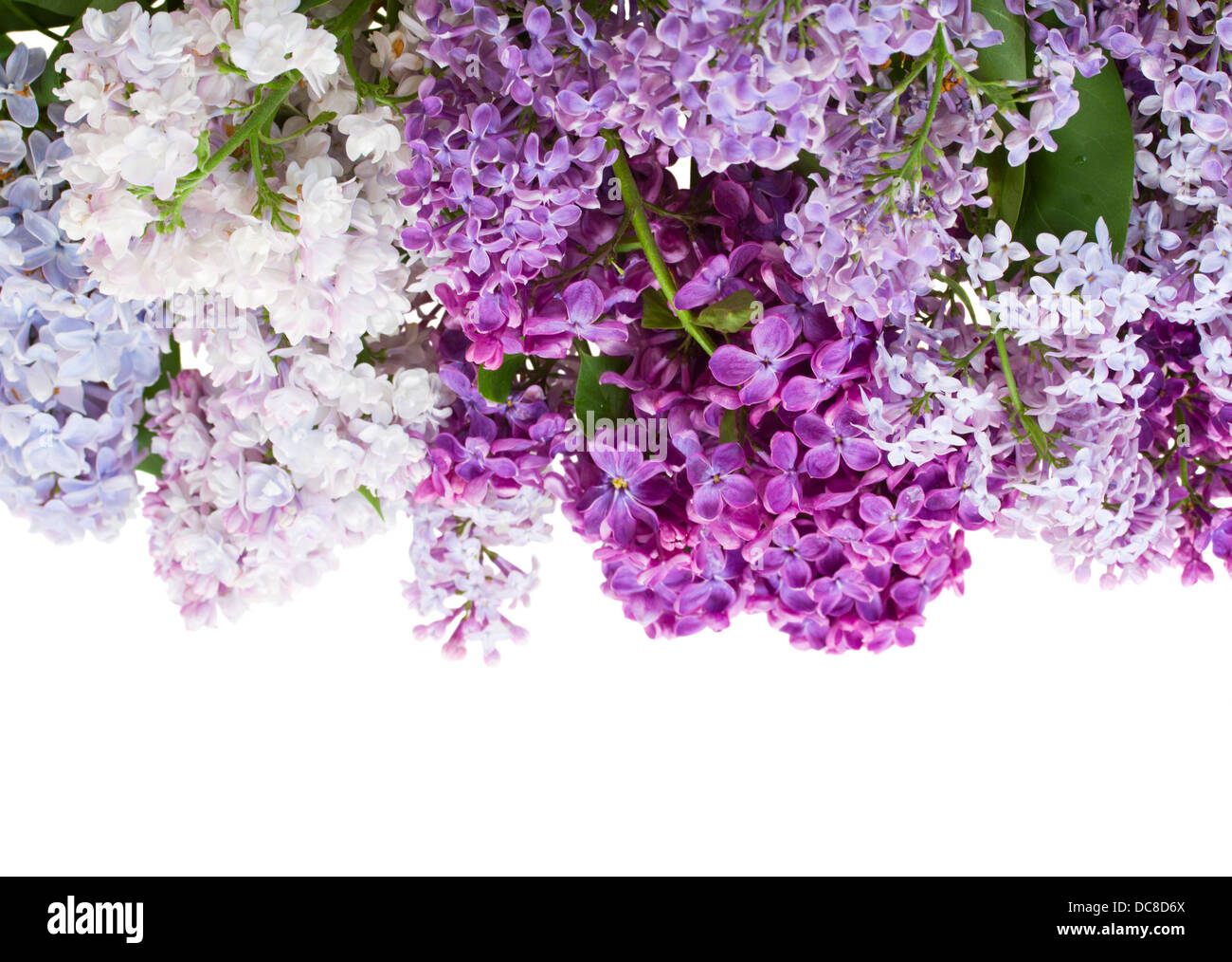 border of lilac flowers Stock Photo - Alamy