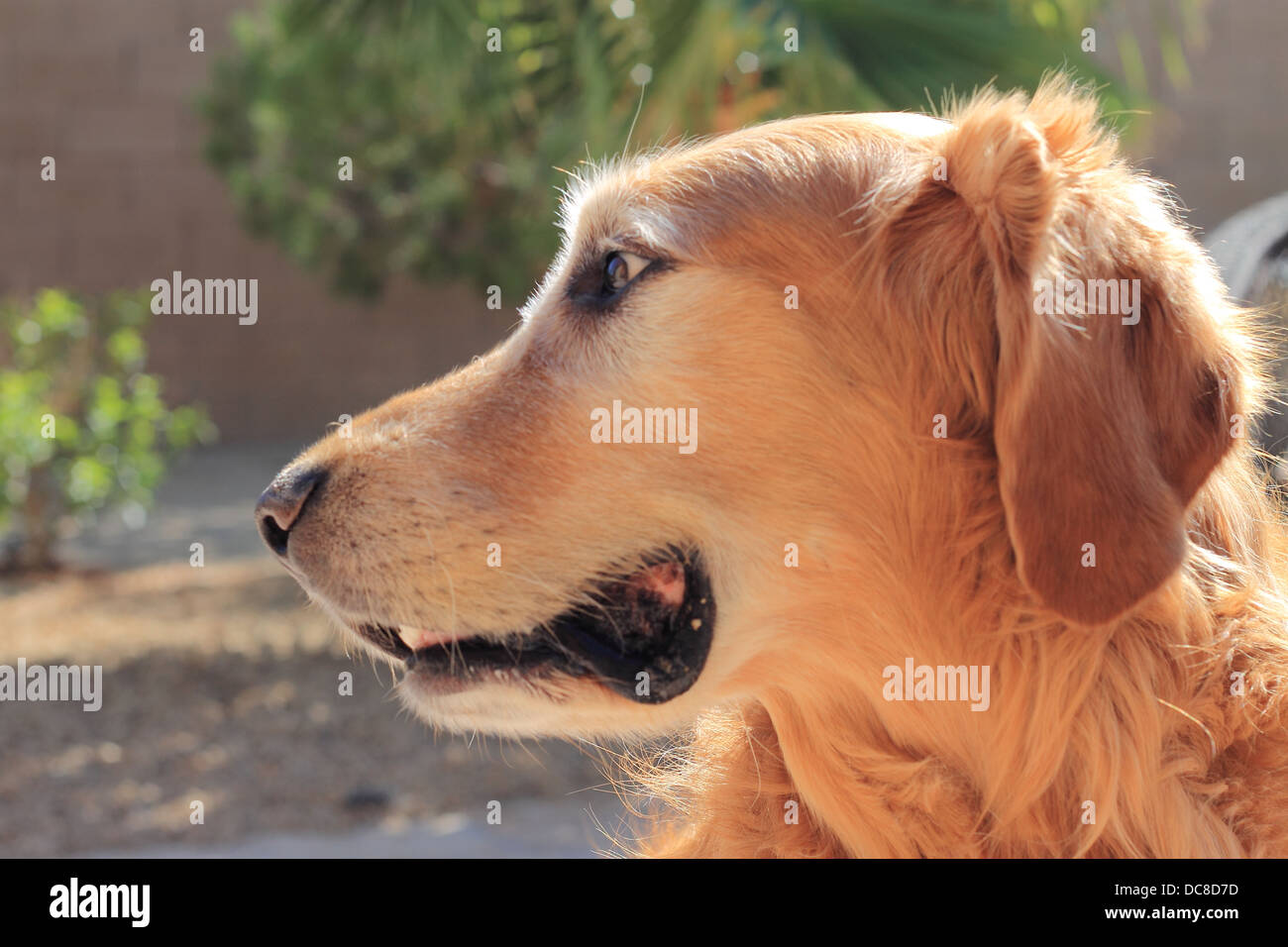 Male golden retriever hi-res stock photography and images - Alamy