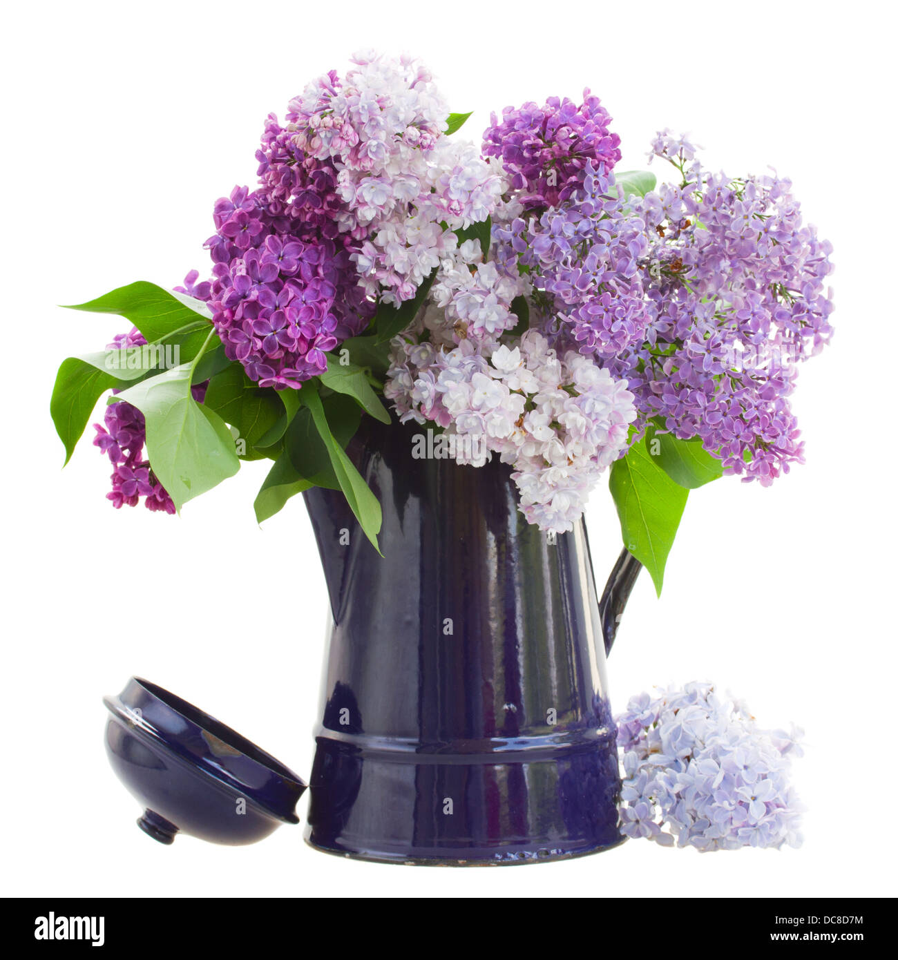 Lilac in blue garden pot Stock Photo - Alamy