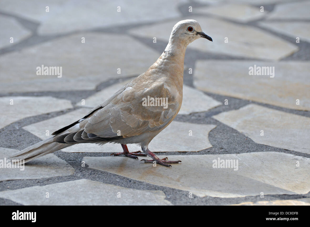 Grey collared dove hi-res stock photography and images - Alamy