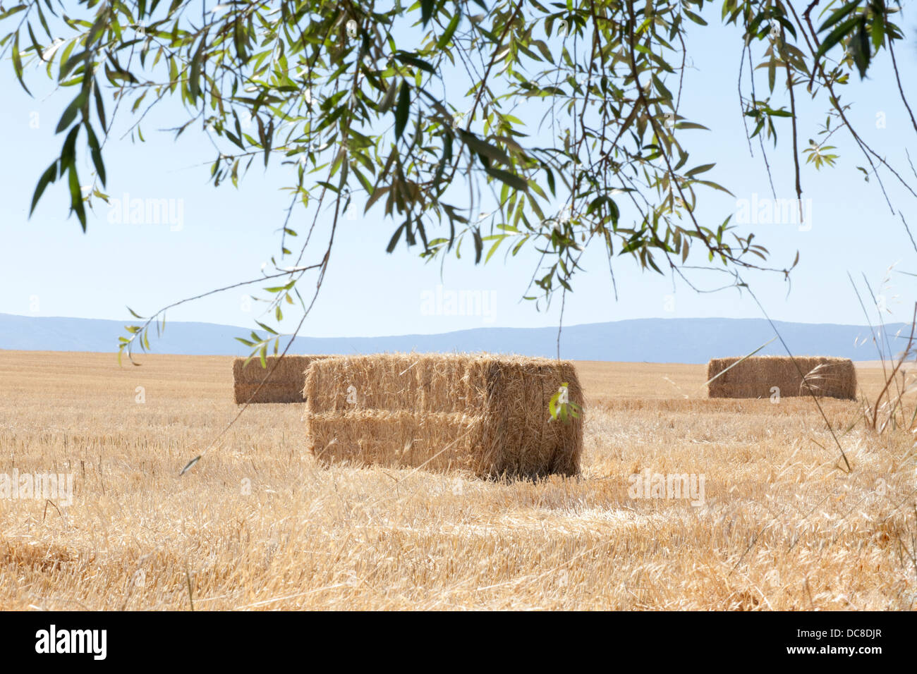 haystacks in field Stock Photo - Alamy
