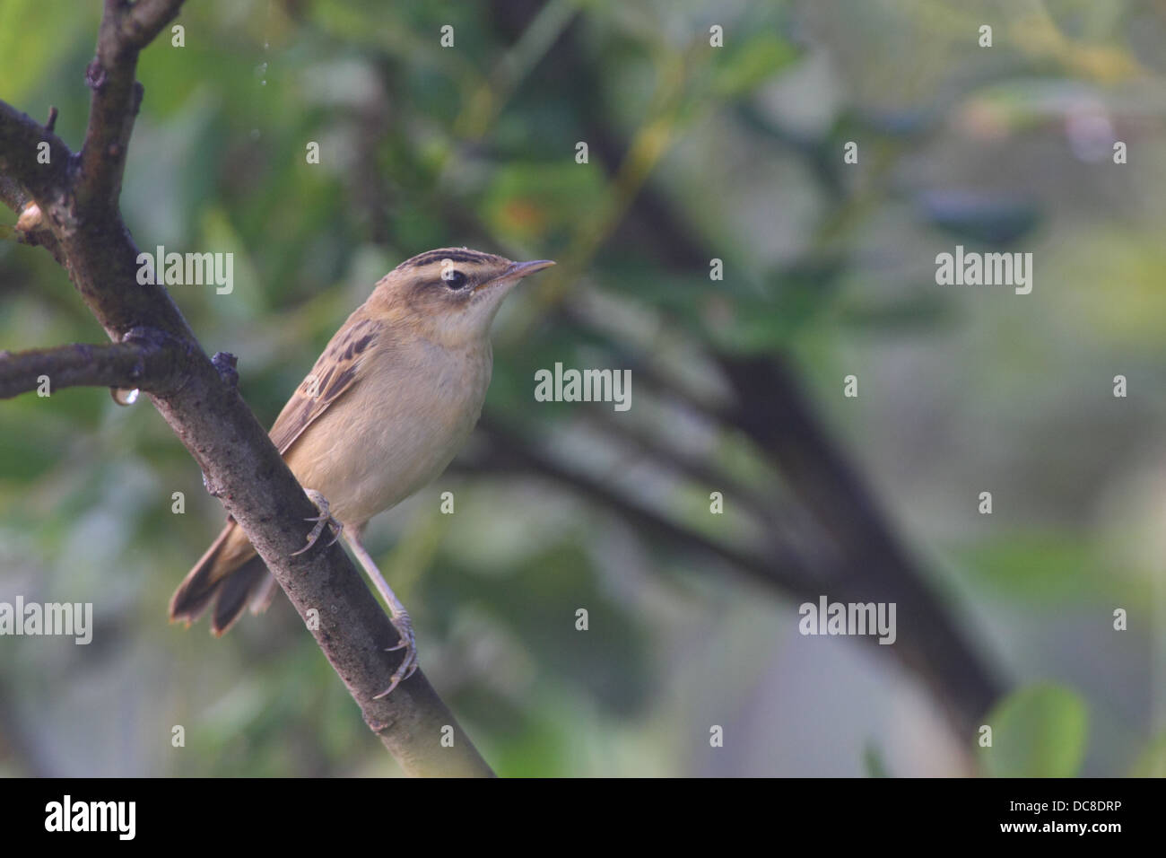 Sedge Warbler (Acrocephalus schoenobaenus Stock Photo - Alamy