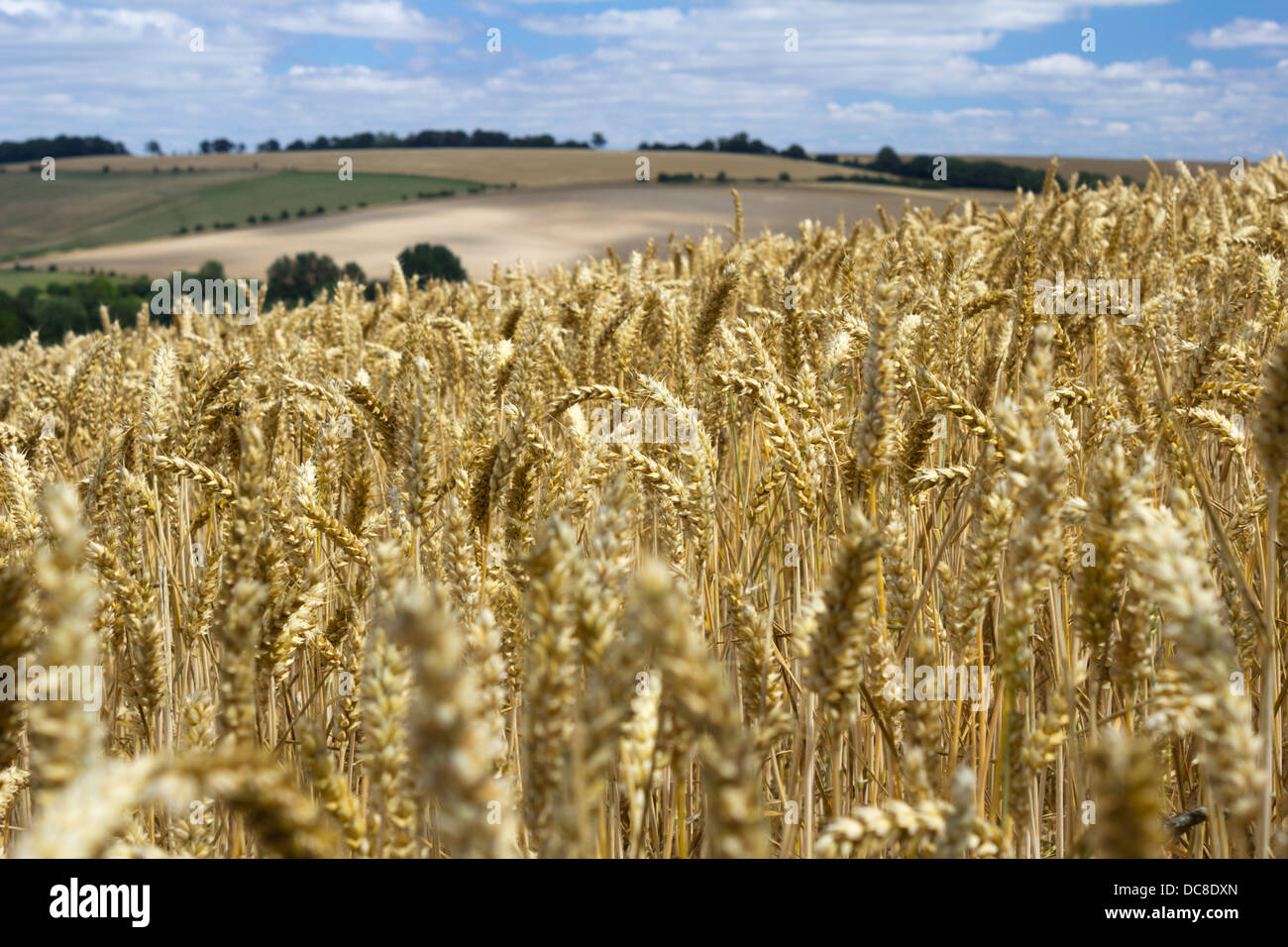 Pastoral farming england wheat hi-res stock photography and images - Alamy