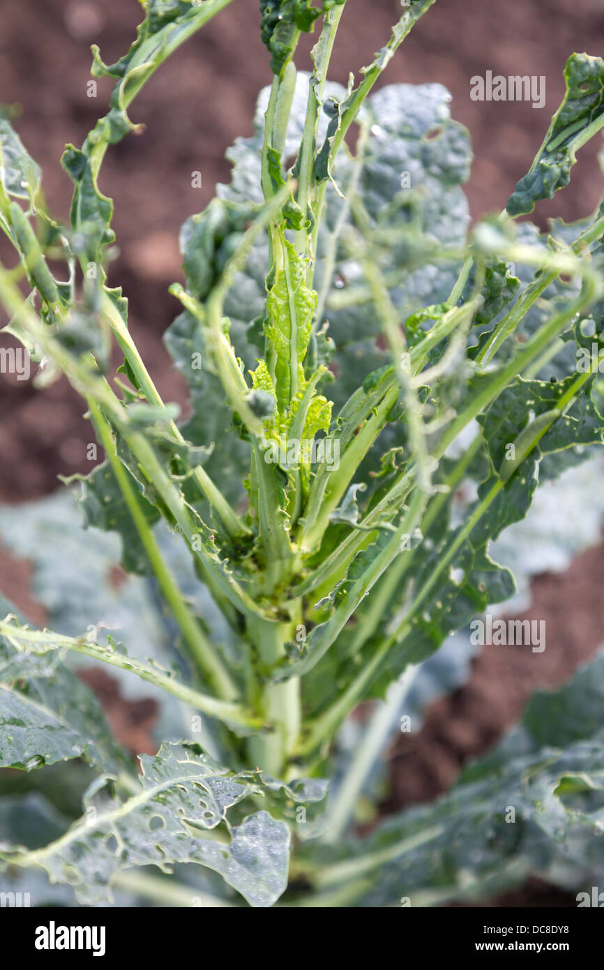 Kale plant with caterpillar damage Stock Photo - Alamy