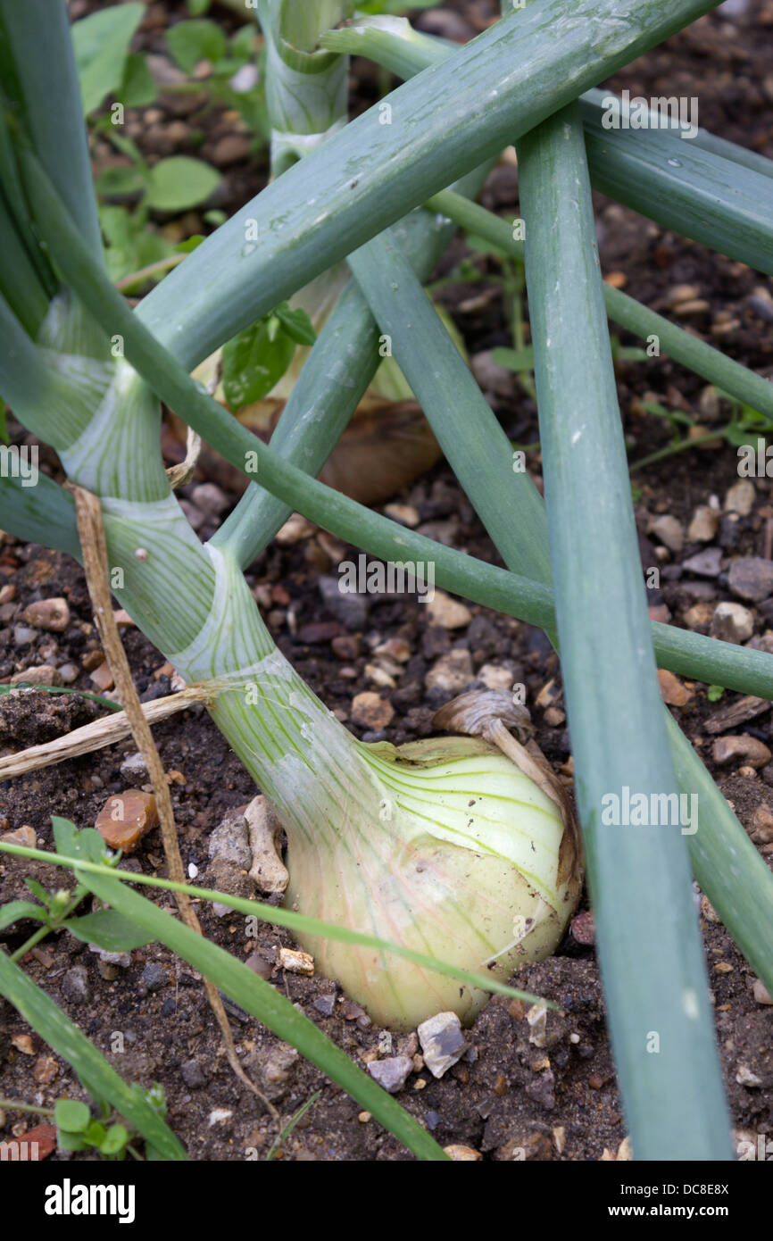 Home grown onions hi-res stock photography and images - Alamy